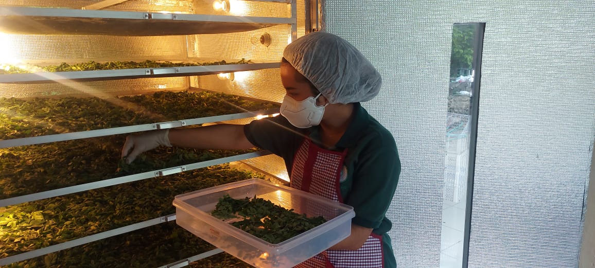 Timor Moringa, Olahan Daun Kelor dari Timor untuk Indonesia